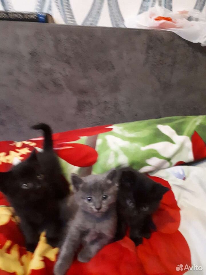 Восточно-европейская