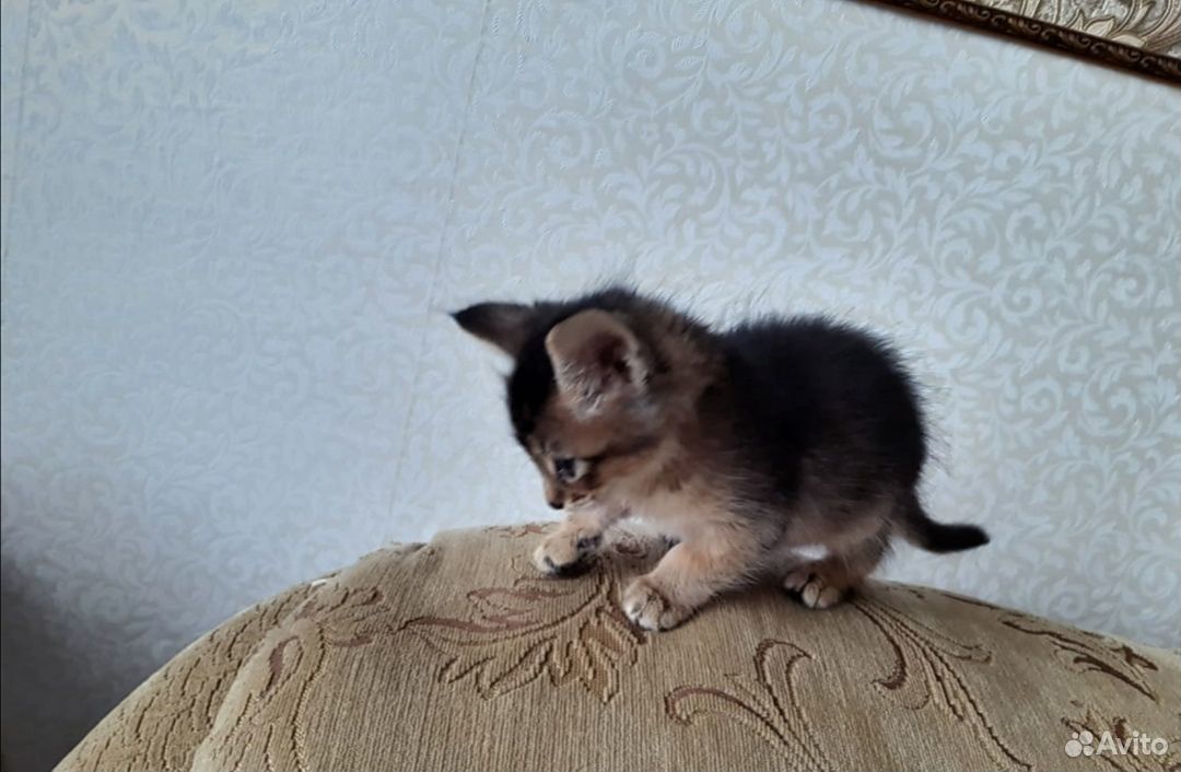 Абиссинская малышка