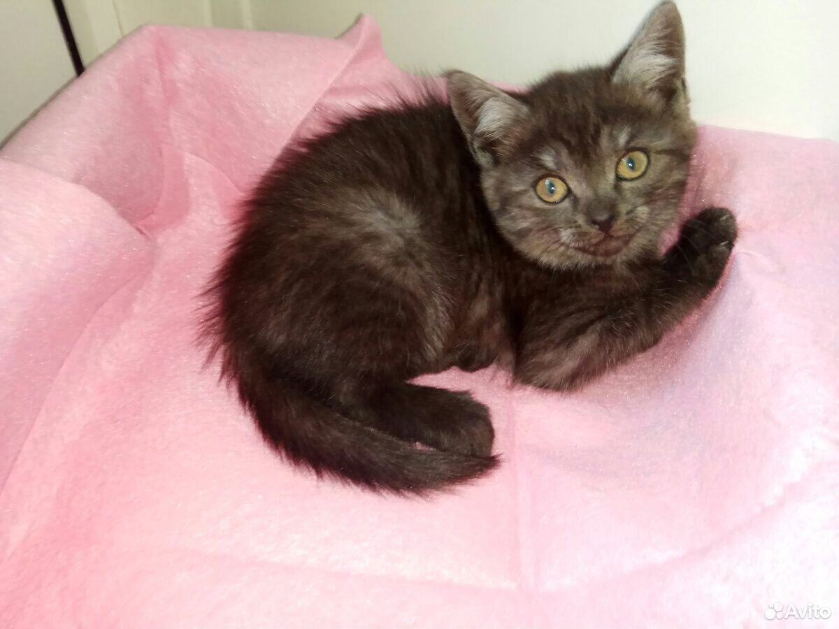 Котёночек девочка-красавица в добрые руки