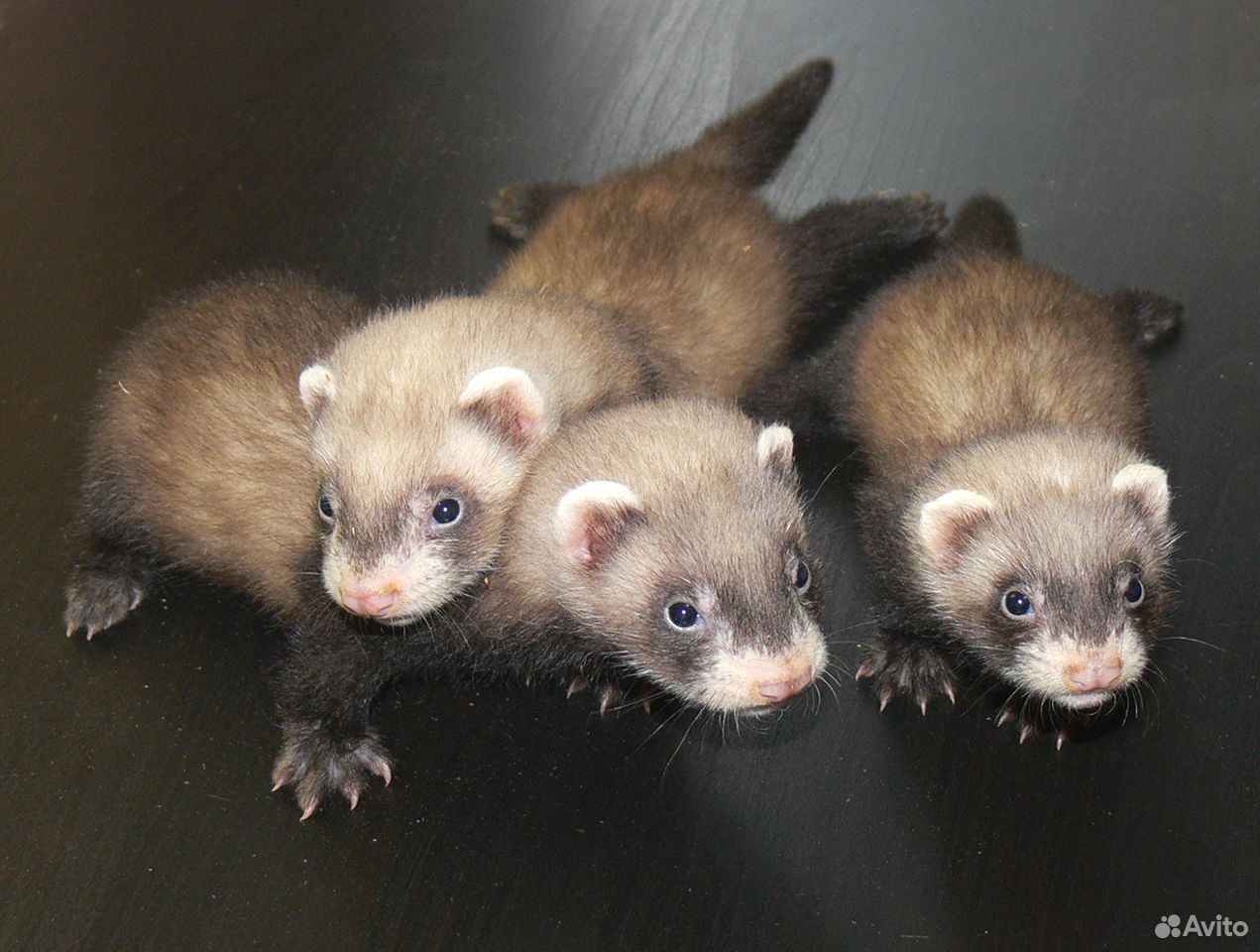 Хоречки - стандарт