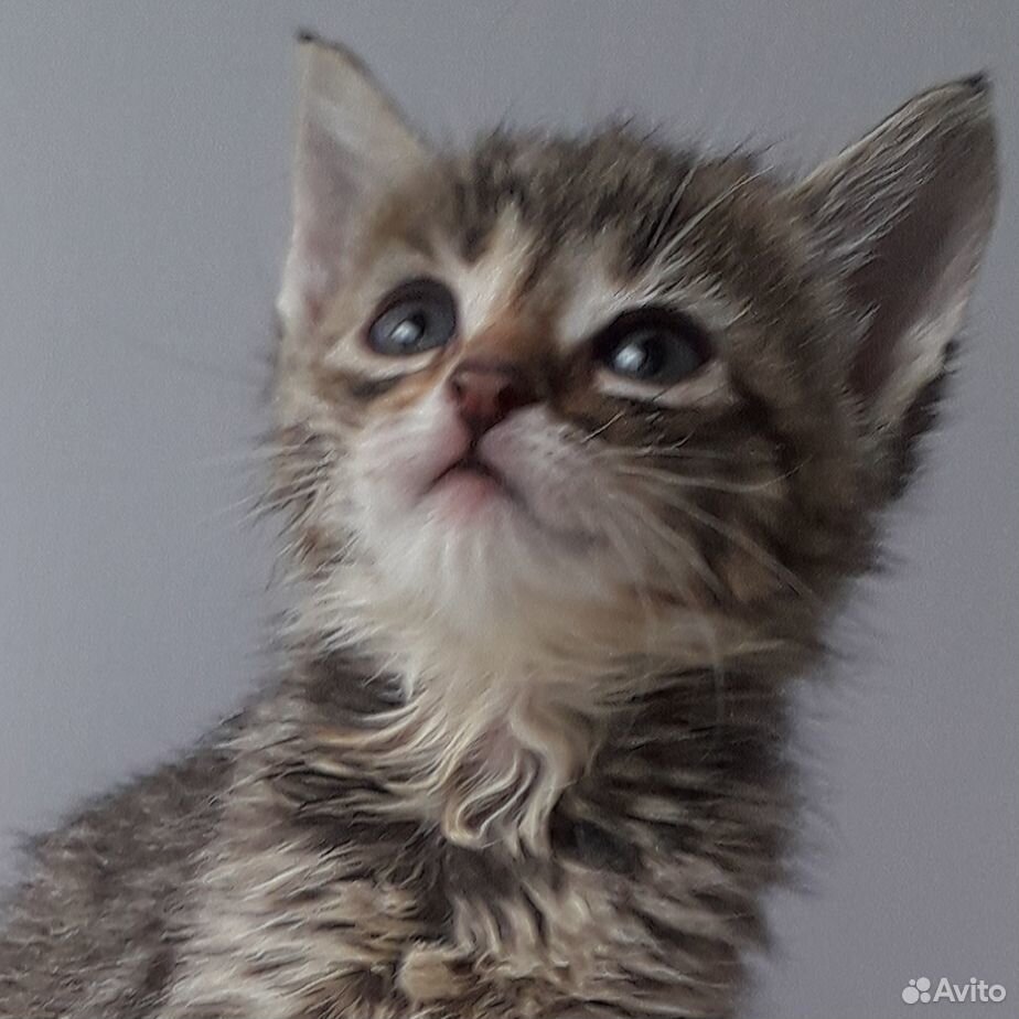 Кисонька,6 недель