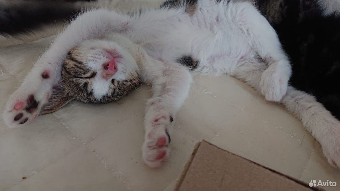 Киска слабовидящая ищет семью