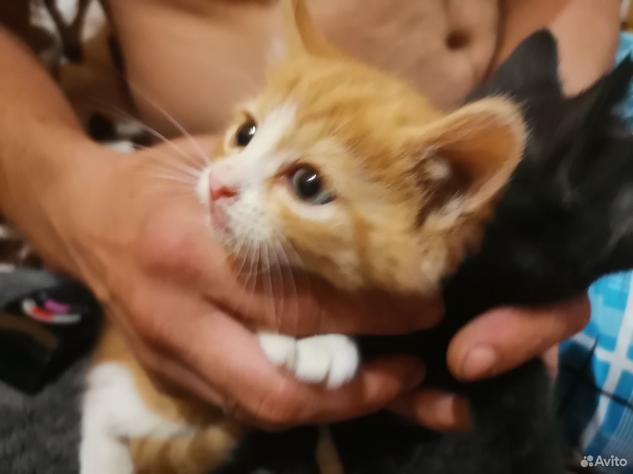 Полукурильцы бесплатно