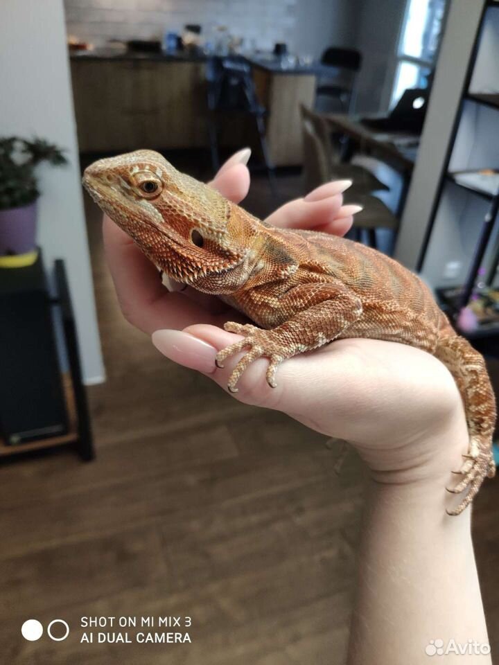 Агама с террариумом