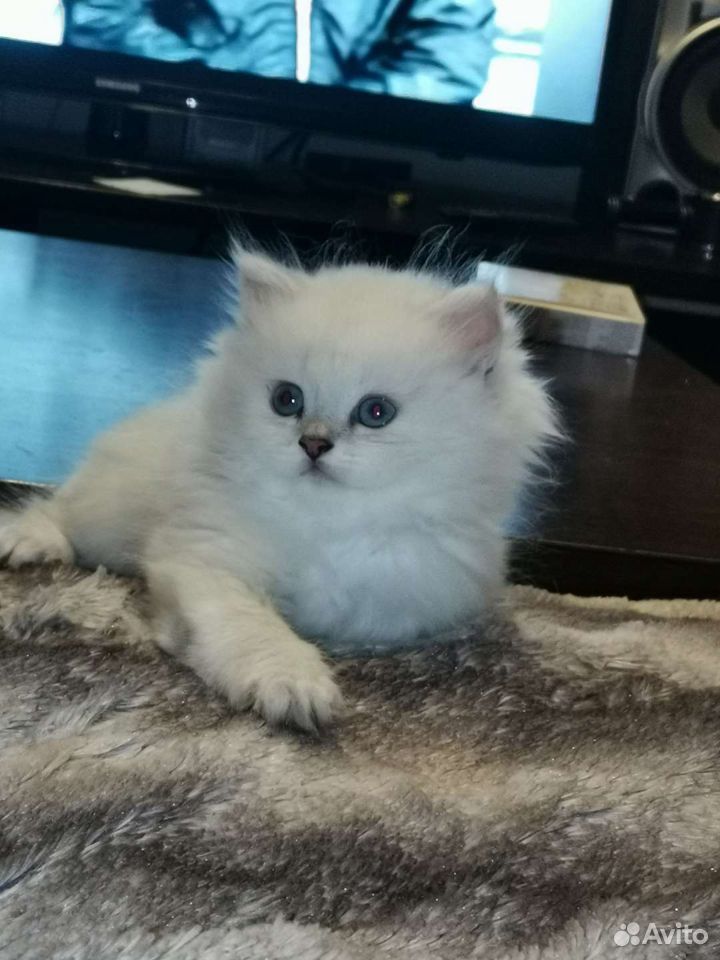 Британская шиншилла