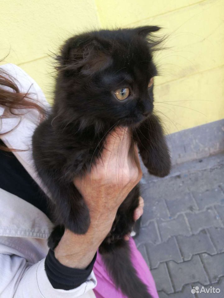 Кошечка Шеба