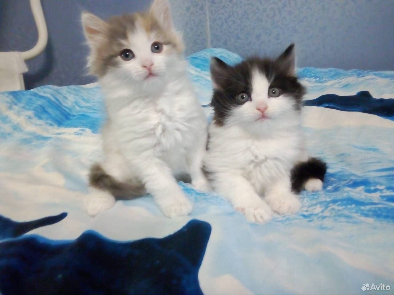 Забияка Катюшка и мордастик Василь Василич