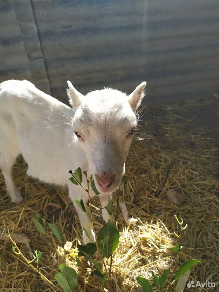 Козлик, козёл ламанча