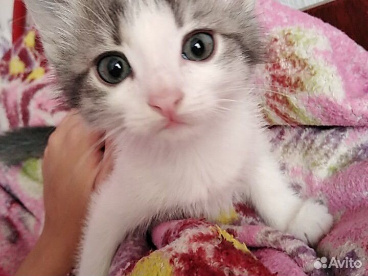 Животные Кошки, котёнок