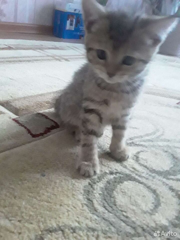 Шотландский котёнок