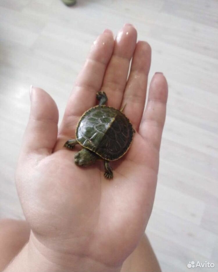 Красноухая черепаха бесплатно