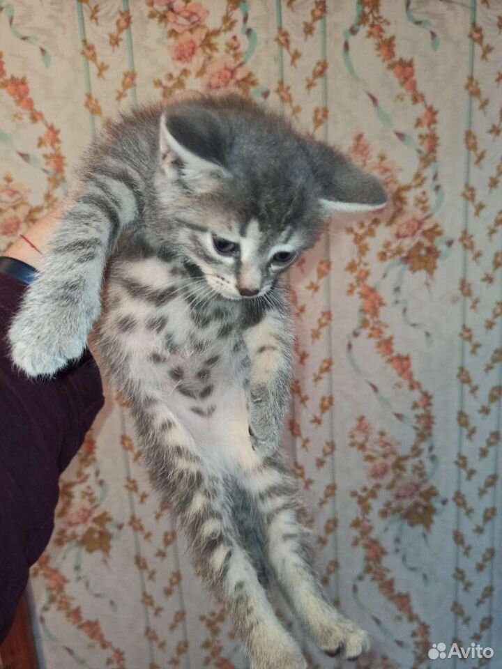 Котята,Кот,Котик, Котёнок