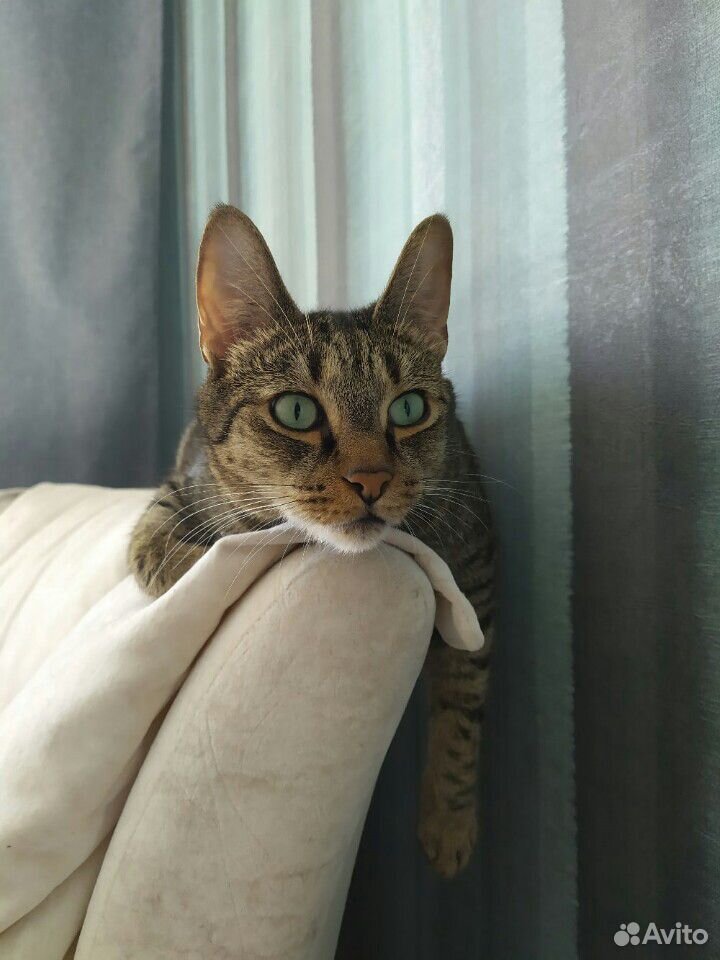 Шикарный кот