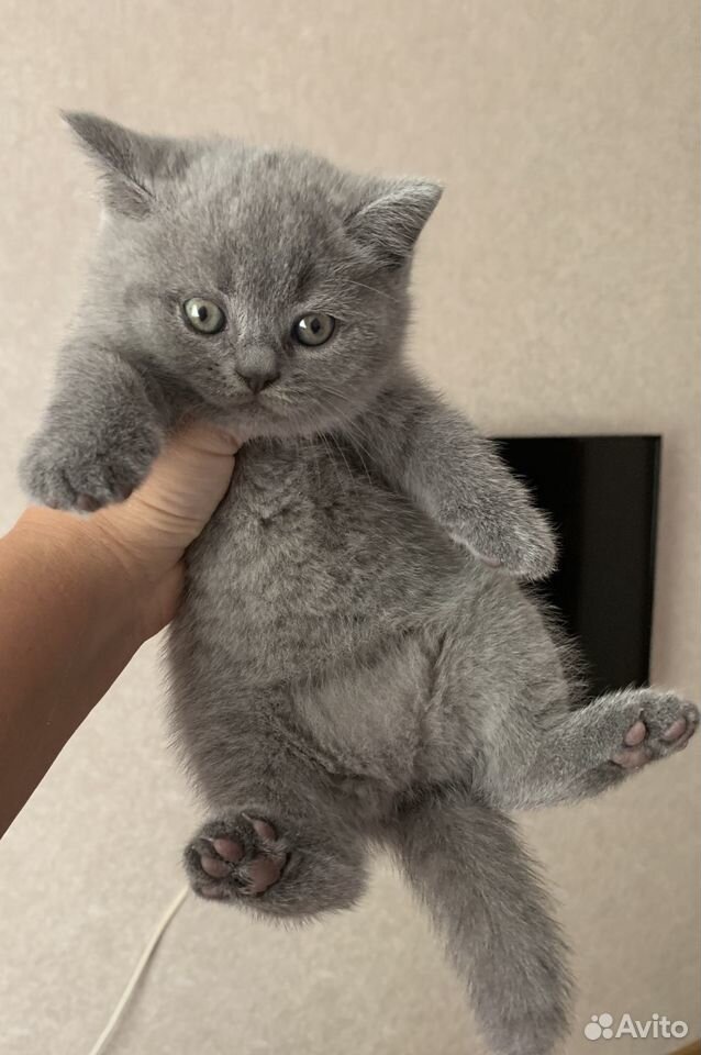 Британские котята