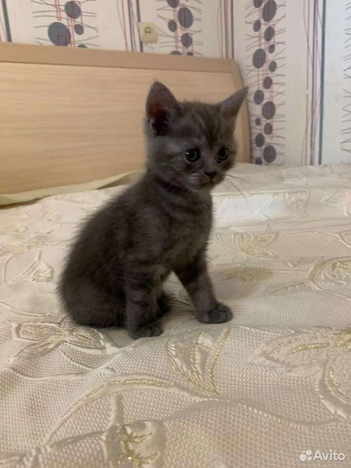 Шотландская девочка редкого окраса