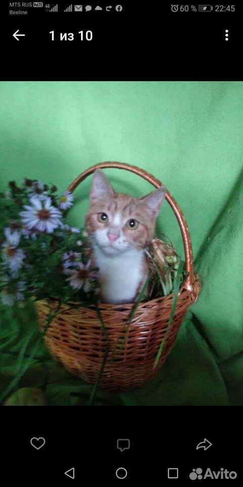 Рыжее солнышко