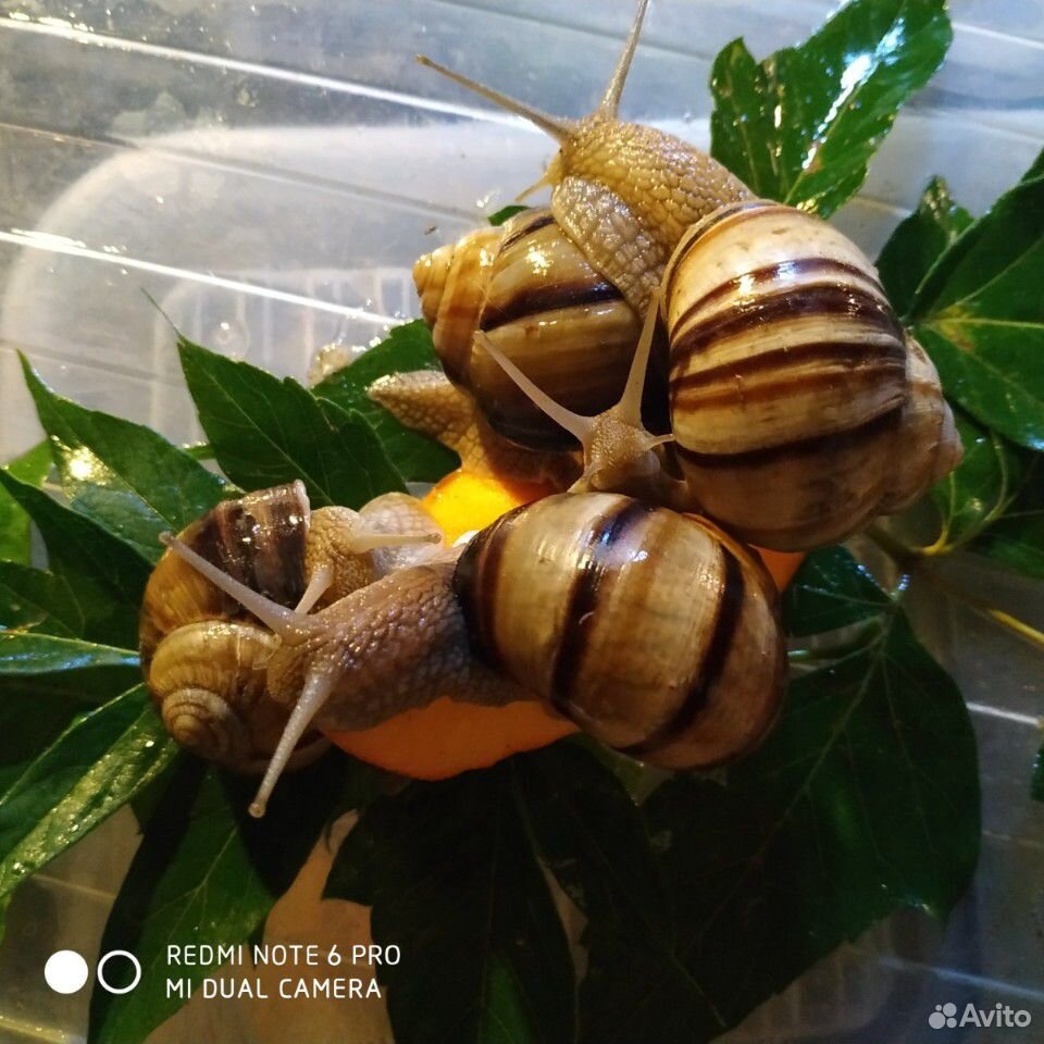 Улитки Хеликс Лукорум Туарика