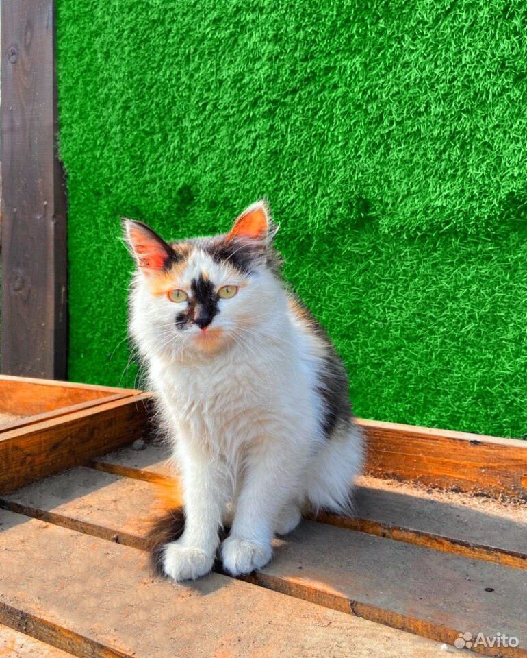 Лея в поисках заботливой семьи