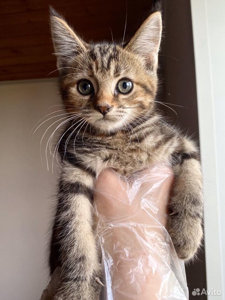 Малышка Юта в добрые руки