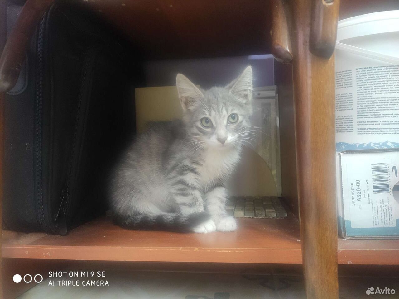Котик Тима