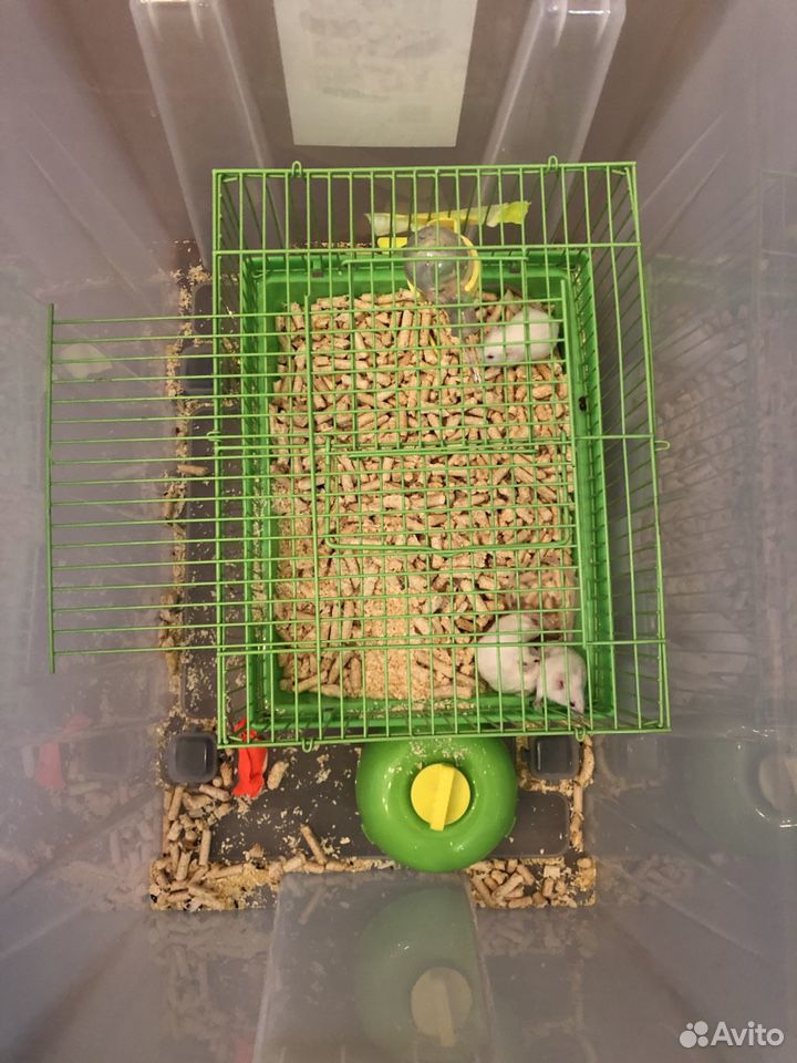 Мыши и клетка