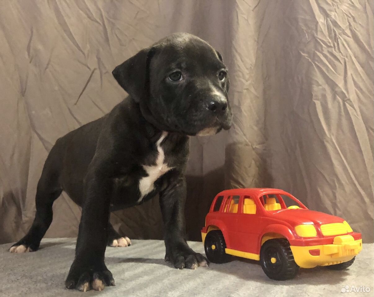 Чёрные, палевые и тигровые прайтеры