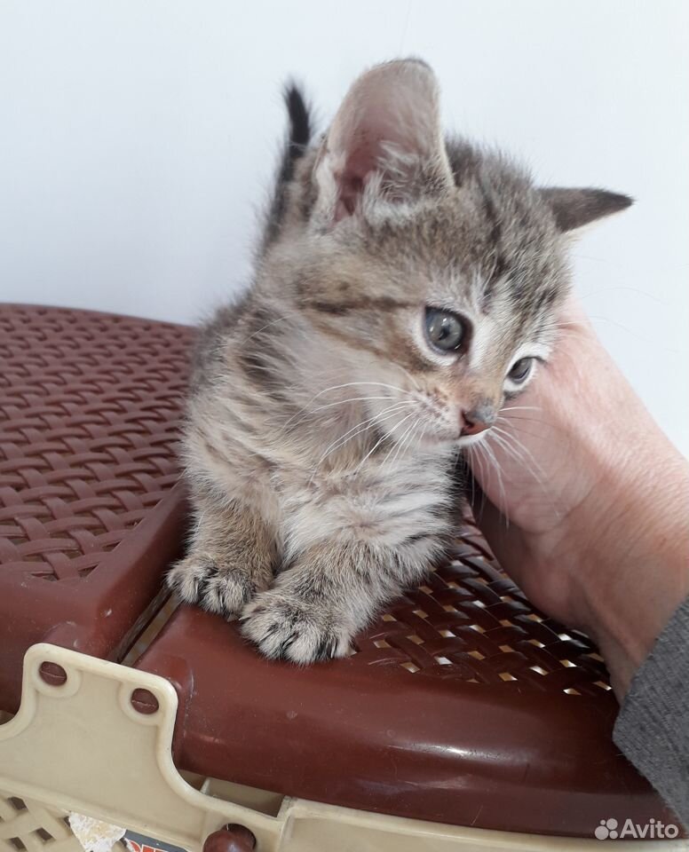 Нежная малышка Сонечка,1,5 мес