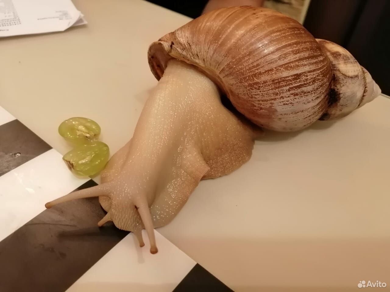 Улитка ахитинка альбинос