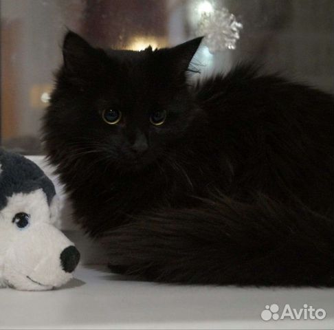 Котёнок. Кот кастрированный