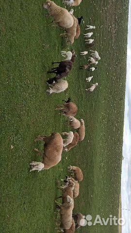 Бараны баранчики