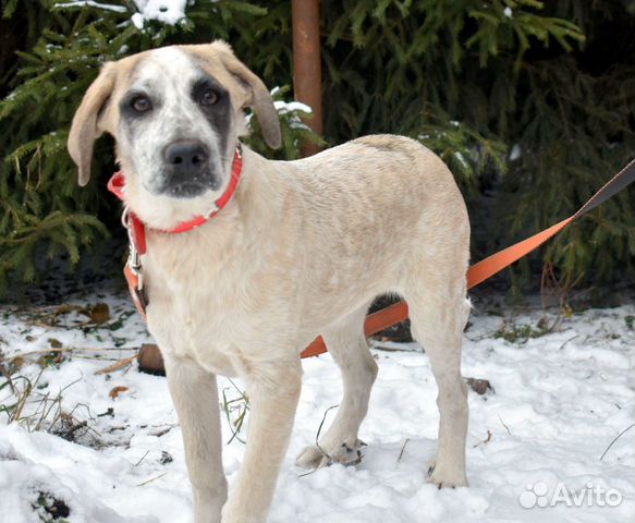 Щенок Глаша 6 мес. помесь фенотип курцхаар