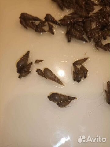 Улитки для аквариума милании