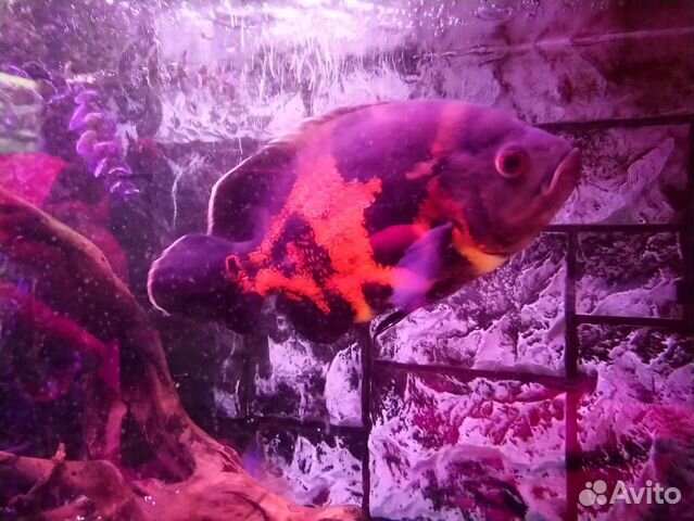 Аквариумные рыбки