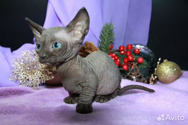 Котик сфинкс Бомбино