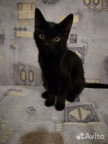 Котенок