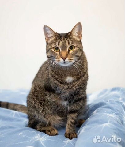 Кошечка Ева в поисках семьи