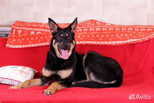 Роскошная, статная девочка Касандра ищет дом