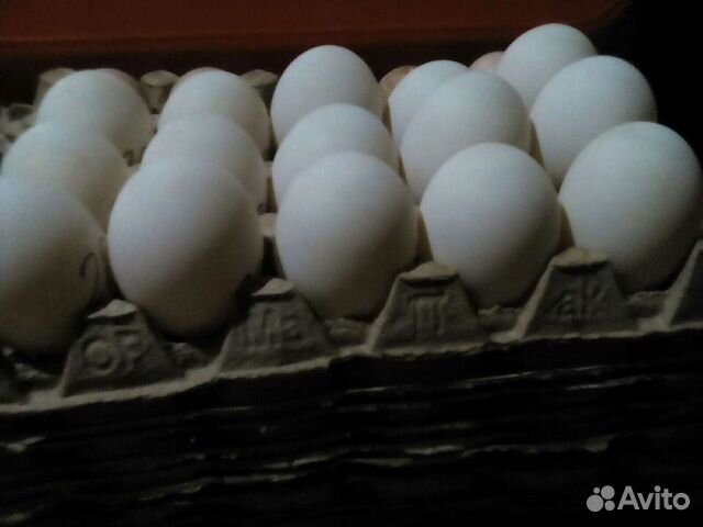 Инкубационное яйцо индоутки