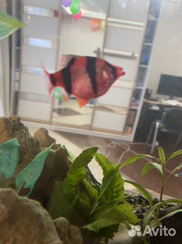 Отдам бесплатно барбуса