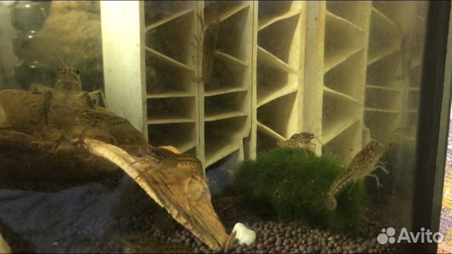 Мраморный рак аквариумный