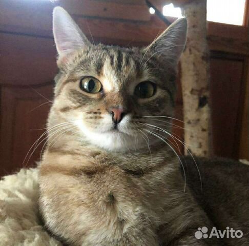 Молодая полосатая кошка