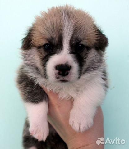 Вельш корги пемброк суки и кобели