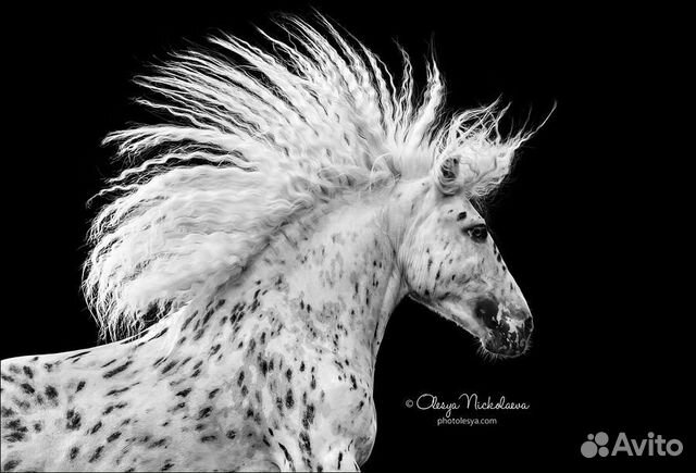 Продажа лошади