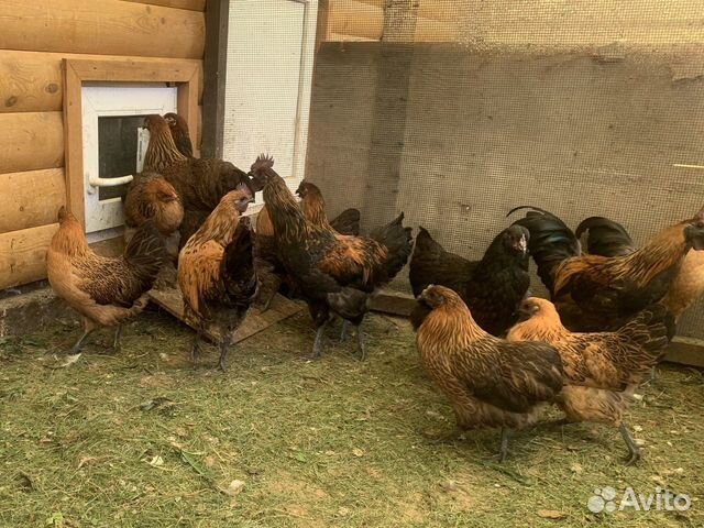 Куры Ухейилюй, Лакендзи, яйцо