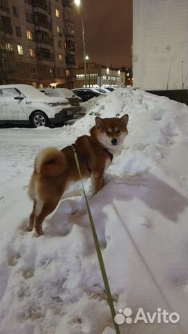Сиба-ину восхитительный кобель для вязки