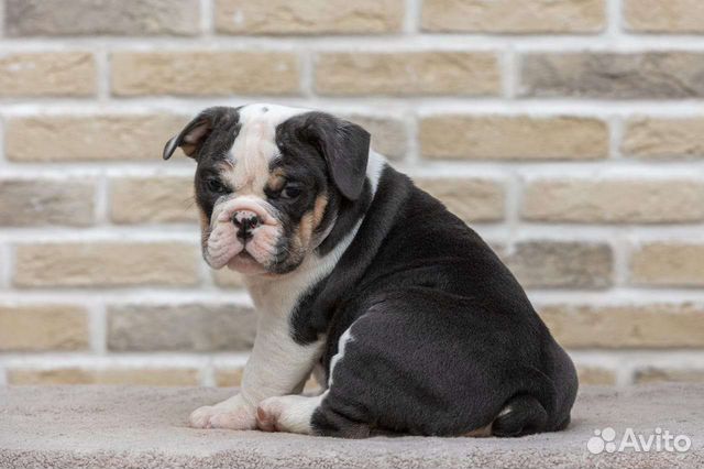 Элвис - Крутой Парень