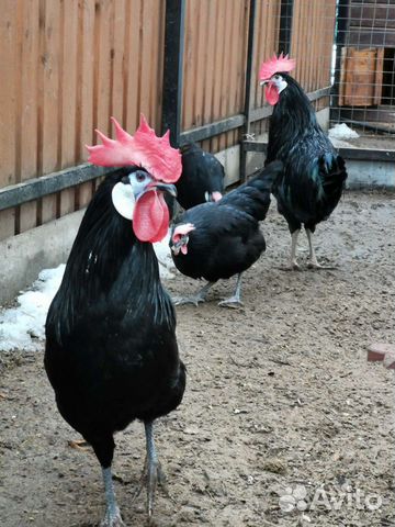 Испанская белолицая