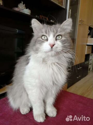 Велес отдам в дрбрые руки. Доставка