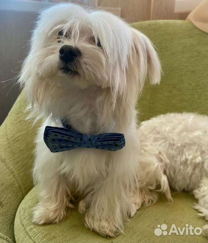 Мальтез Жених