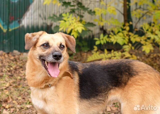 Некрупная аккуратная собачка Венди